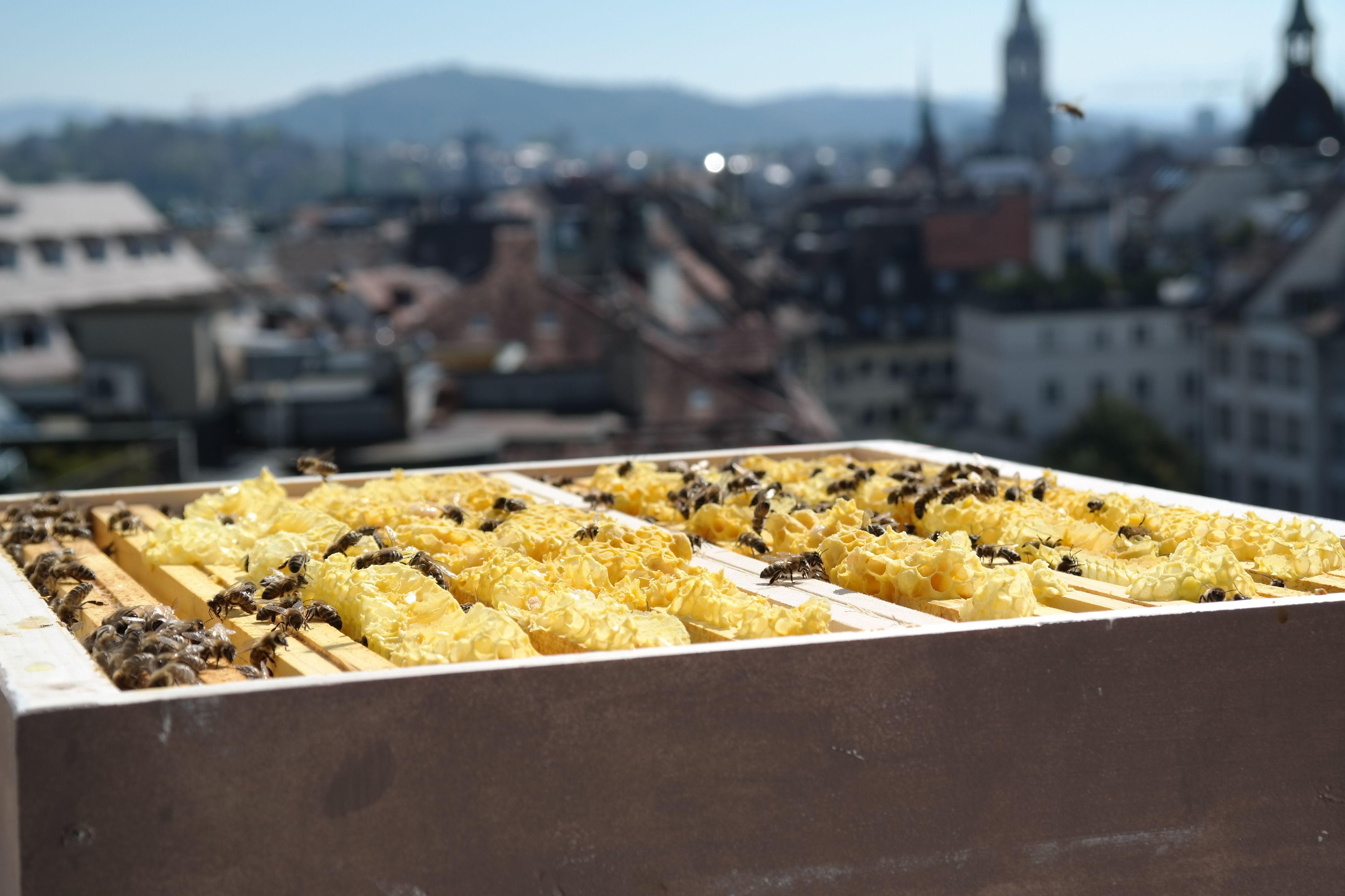Hotel Schweizerhof Bern & Spa Bern, Schweiz - jetzt buchen, Preise für 2026